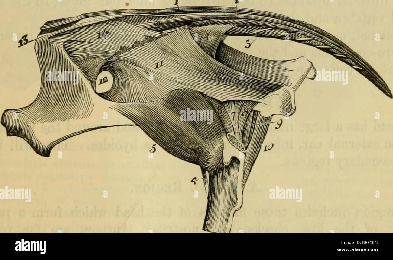 . The comparative anatomy of the domesticated animals. Veterinary ...