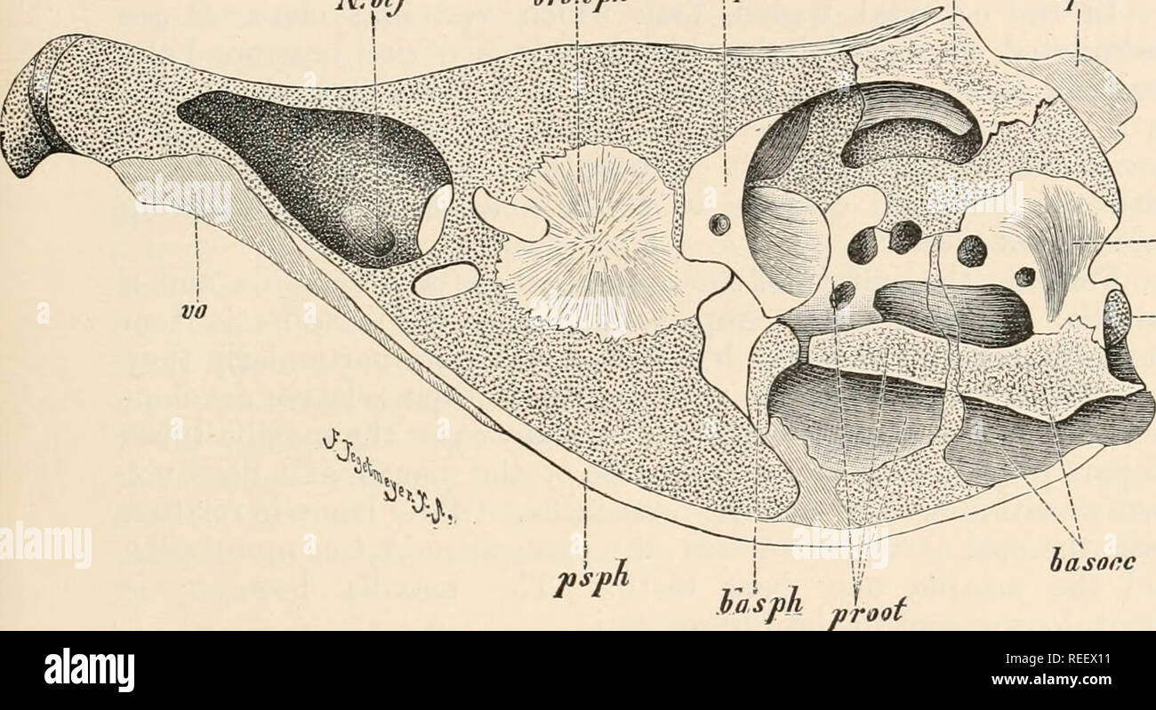 . Comparative anatomy of vertebrates. Anatomy, Comparative; Vertebrates ...