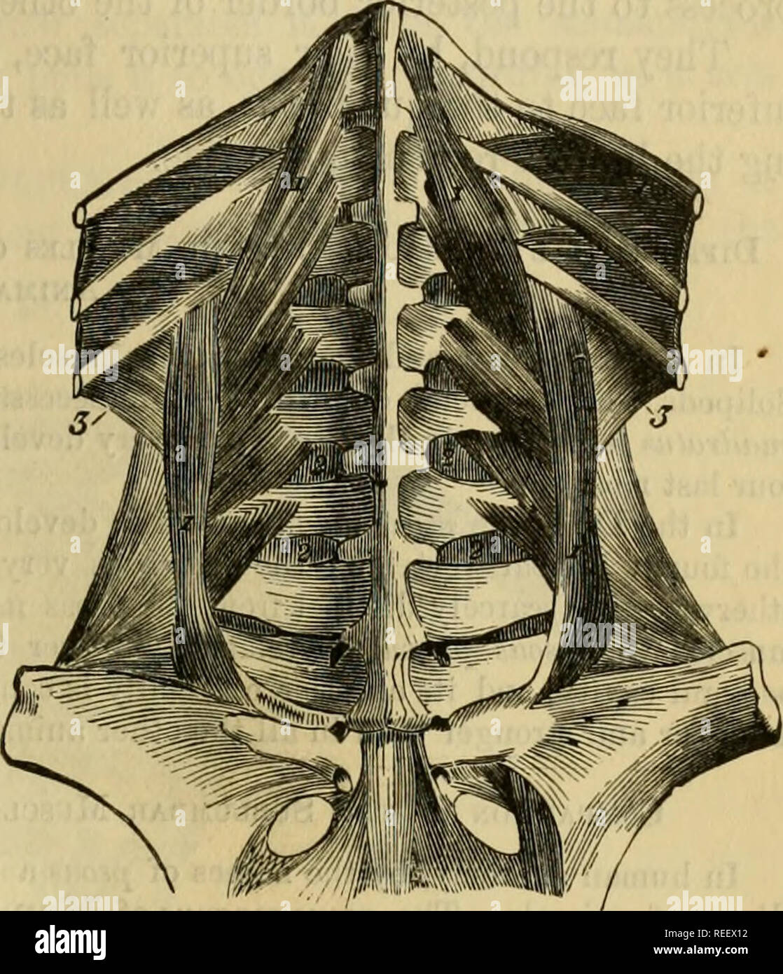 . The comparative anatomy of the domesticated animals. Veterinary ...