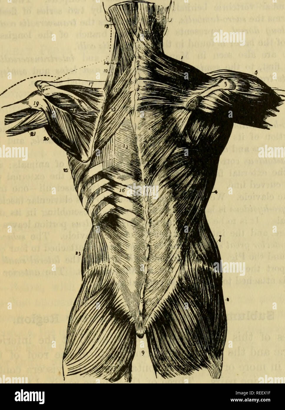 . The comparative anatomy of the domesticated animals. Veterinary ...