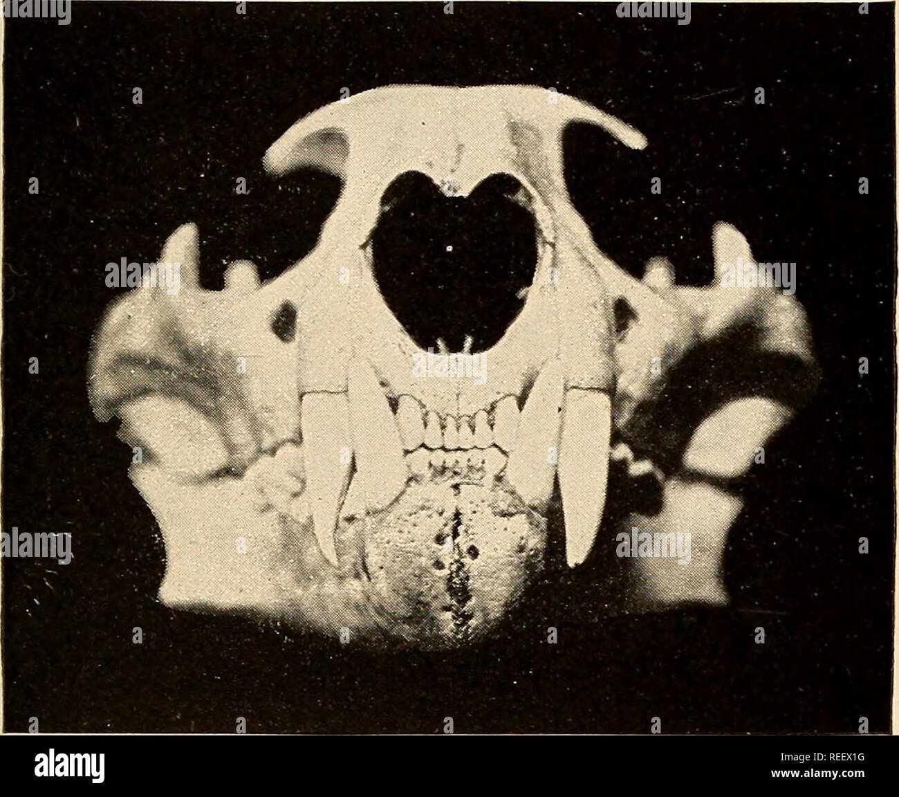 . Comparative dental anatomy. Teeth; Dentistry. THE TEETH OF MAMMALS ...