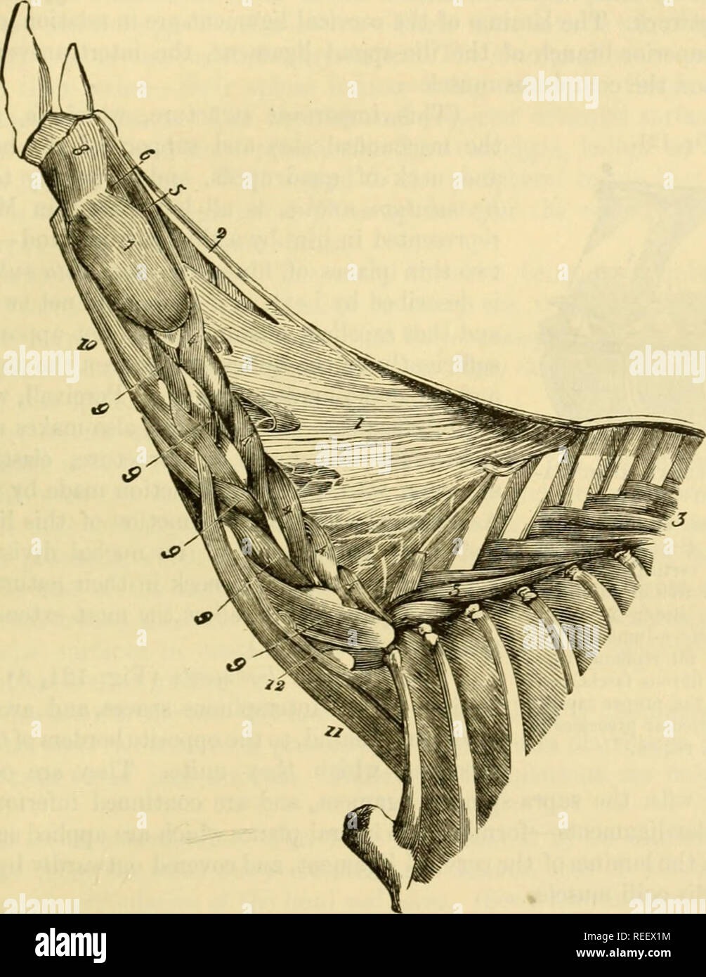 . The comparative anatomy of the domesticated animals. Horses ...