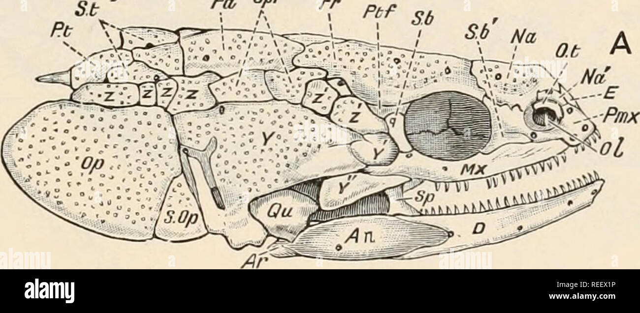 . Comparative anatomy of vertebrates. Anatomy, Comparative; Vertebrates ...