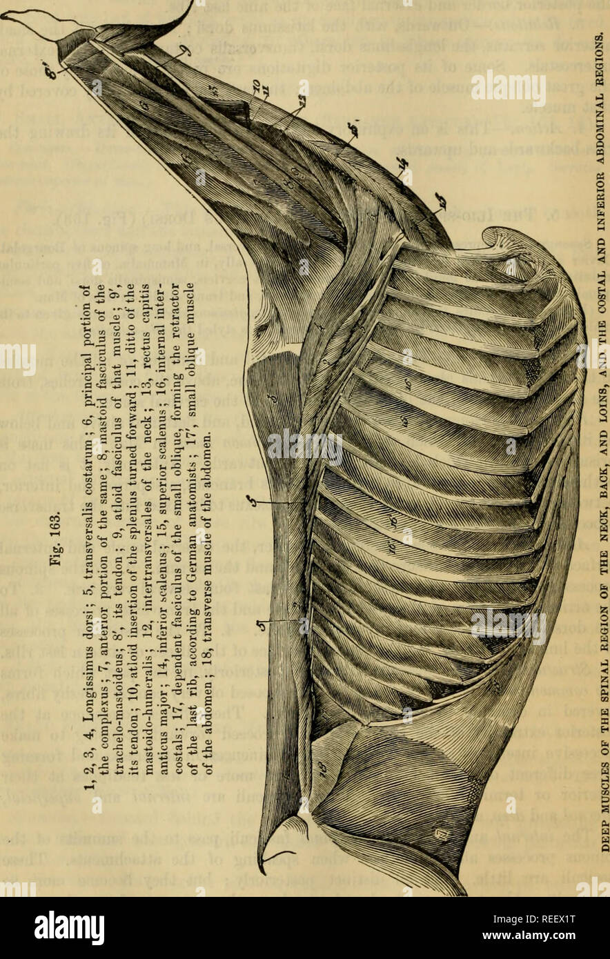 . The comparative anatomy of the domesticated animals. Veterinary ...