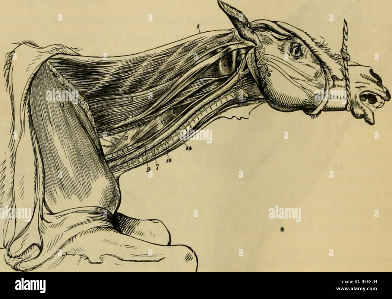 . The comparative anatomy of the domesticated animals. Veterinary ...