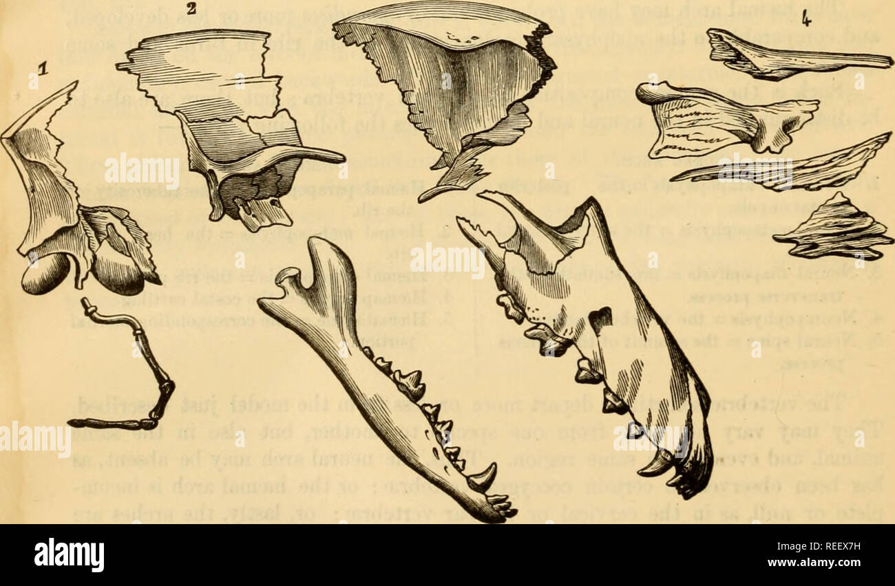 . The comparative anatomy of the domesticated animals. Horses ...