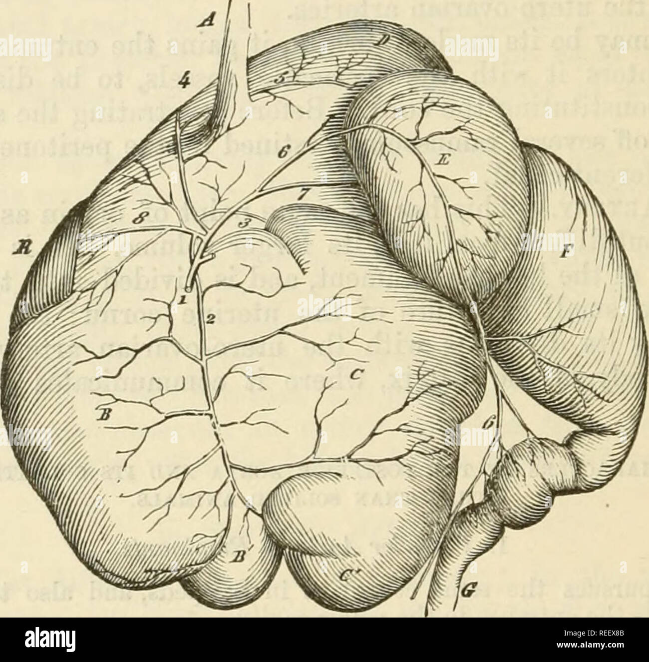 . The comparative anatomy of the domesticated animals. Veterinary ...