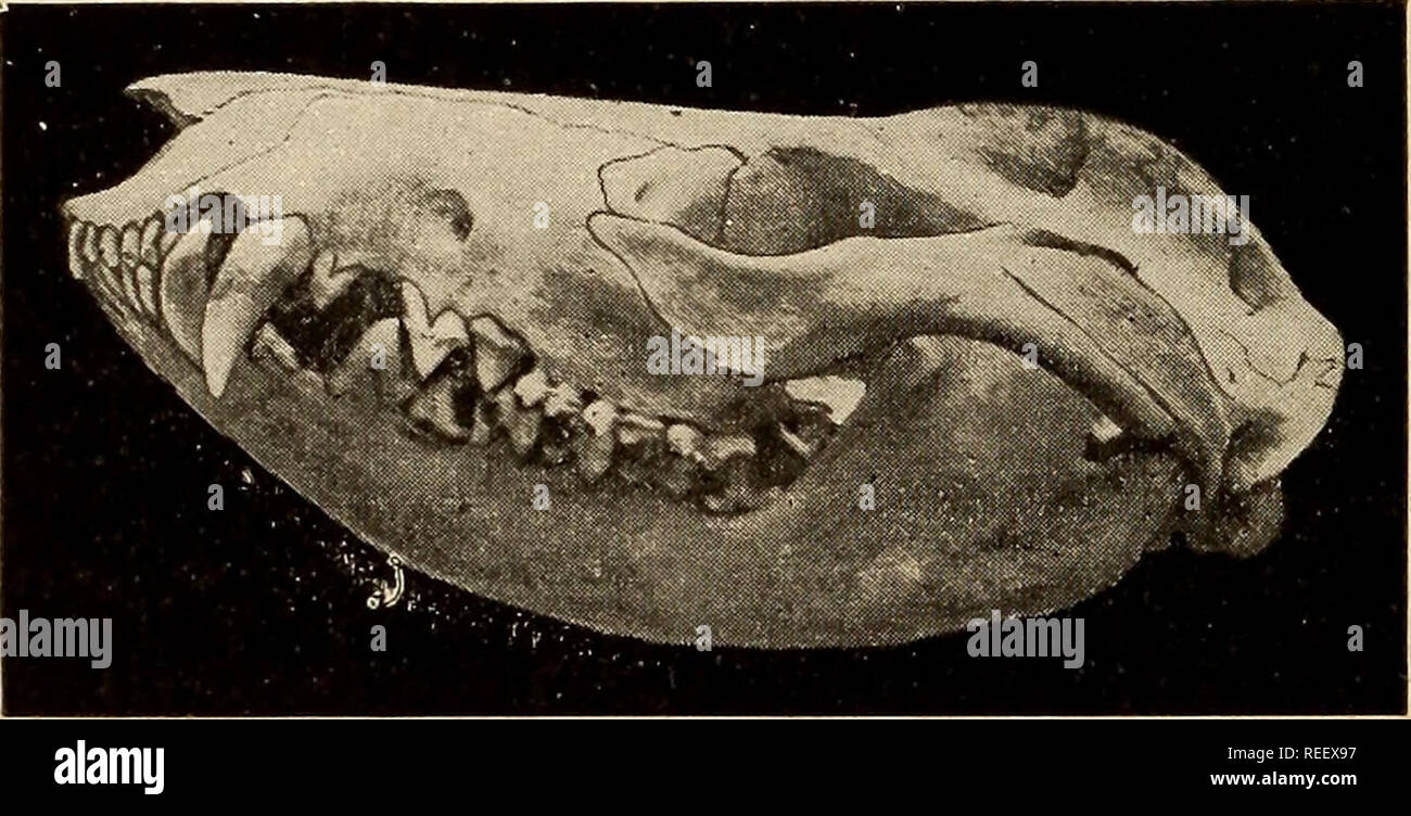 . Comparative dental anatomy. Teeth; Dentistry. 128 COMPARATIVE DENTAL ...