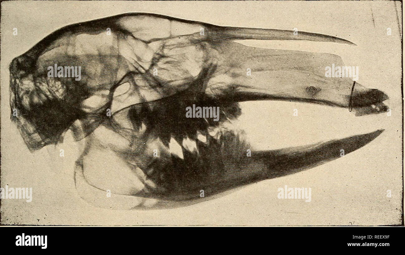 . Comparative dental anatomy. Teeth; Dentistry. THE TEETH OF MAMMALS ...