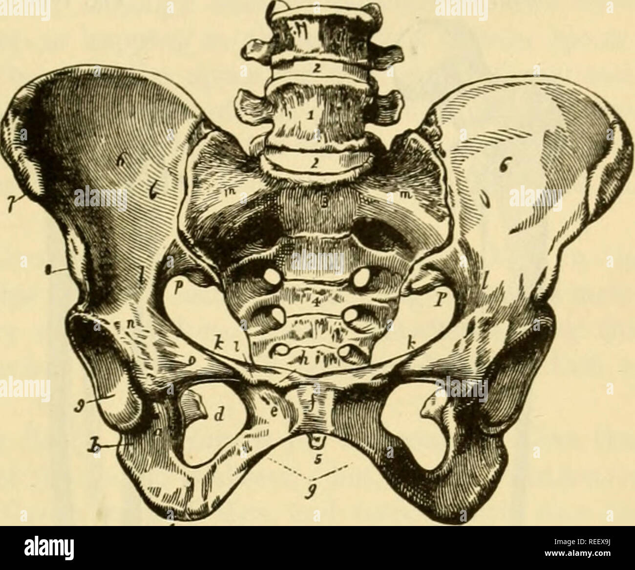 . The comparative anatomy of the domesticated animals. Horses ...