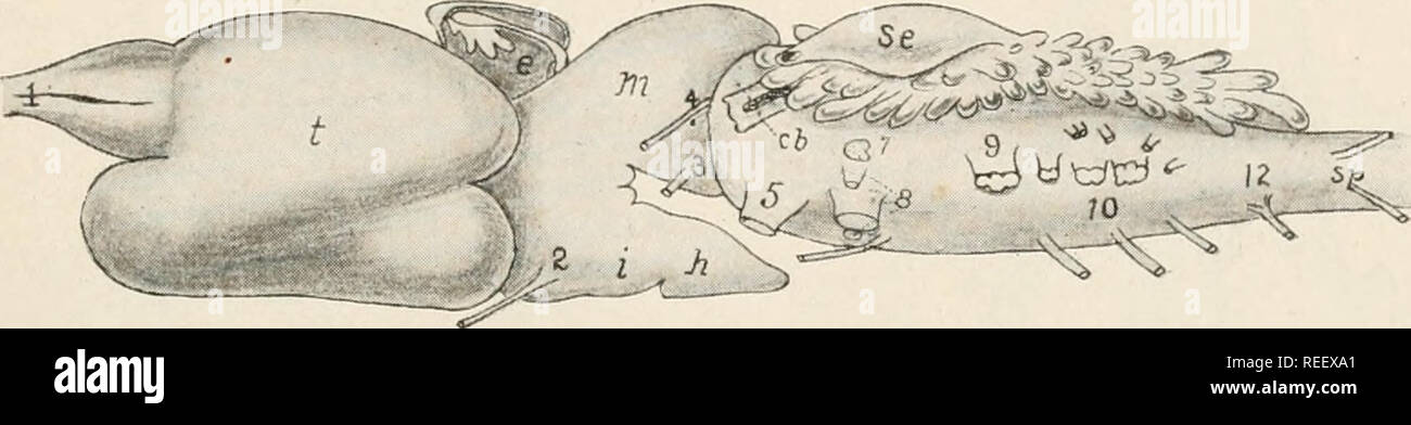 . Comparative anatomy of vertebrates. Anatomy, Comparative; Vertebrates ...