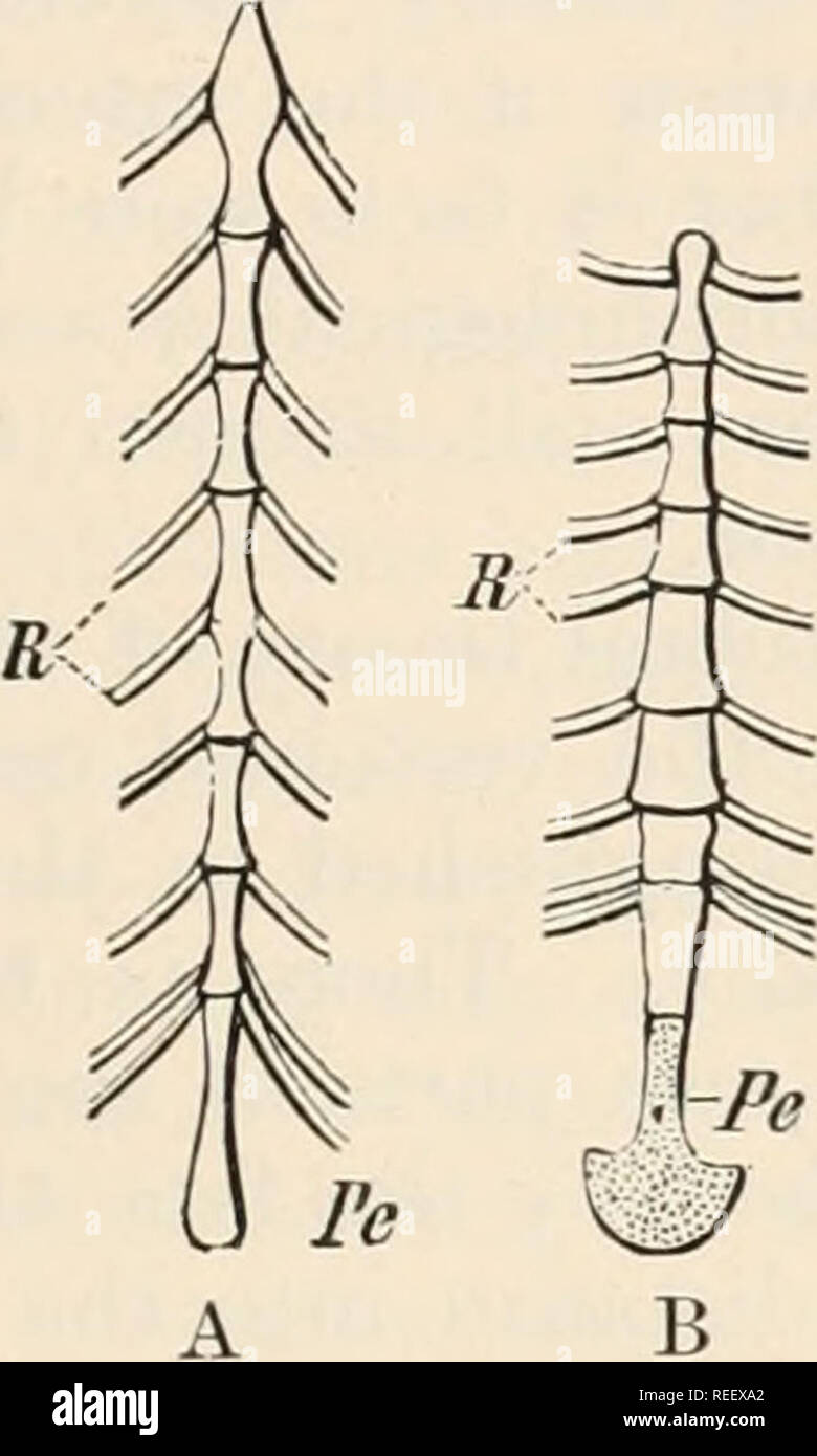 . Comparative anatomy of vertebrates. Anatomy, Comparative; Vertebrates ...