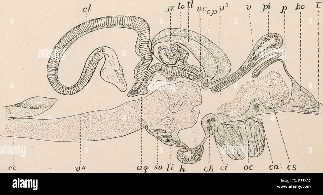 . Comparative anatomy of vertebrates. Anatomy, Comparative; Vertebrates ...