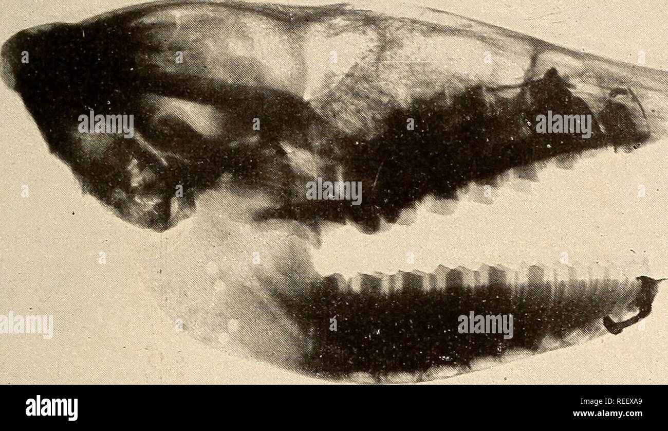 Monophyodont hi-res stock photography and images - Alamy