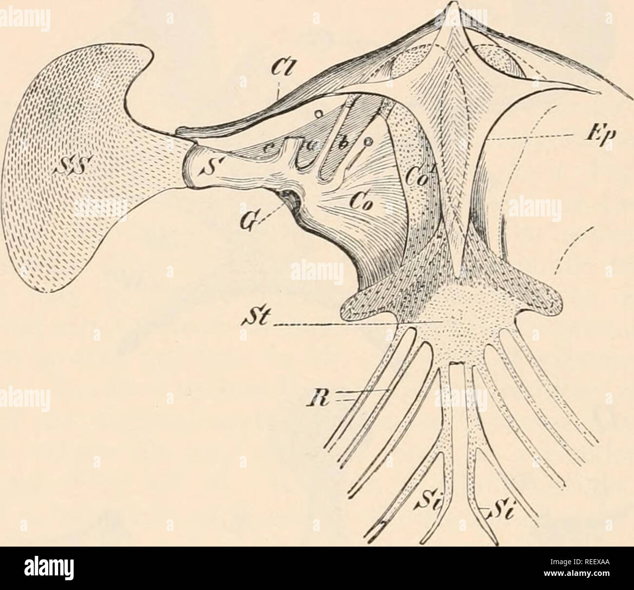 . Comparative anatomy of vertebrates. Anatomy, Comparative; Vertebrates ...