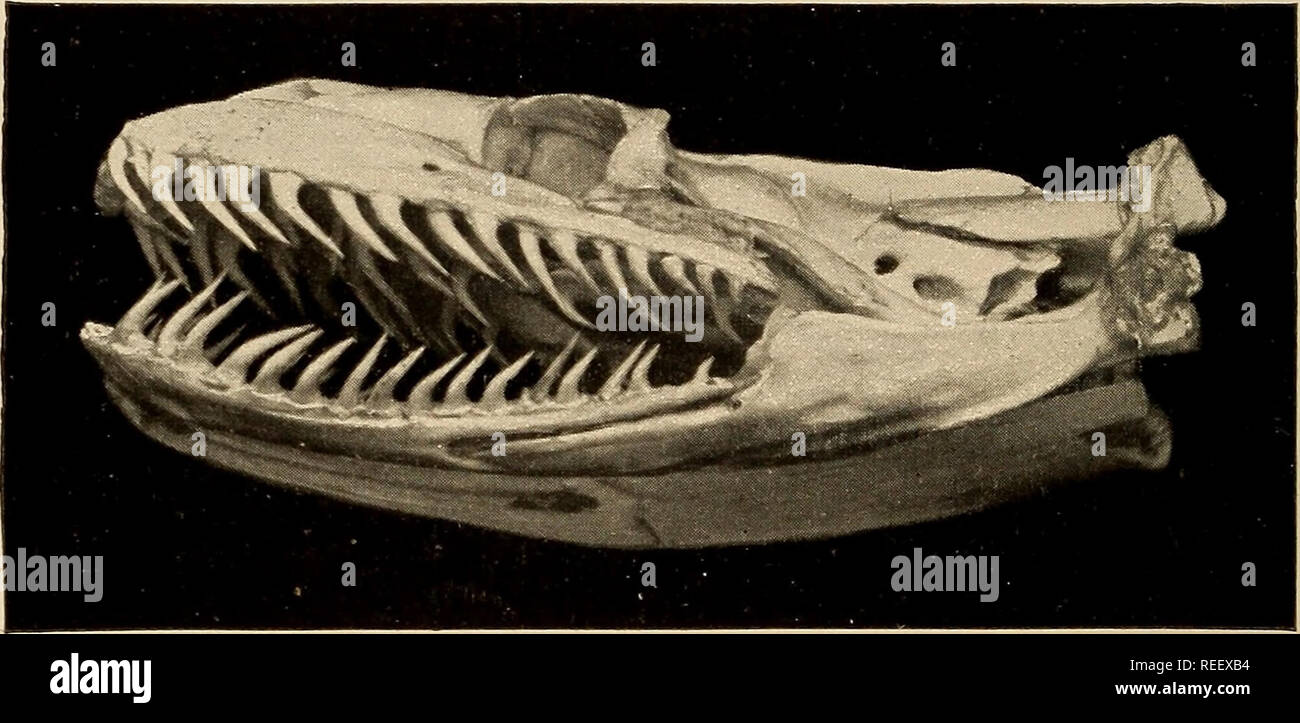 Python Teeth High Resolution Stock Photography and Images - Alamy