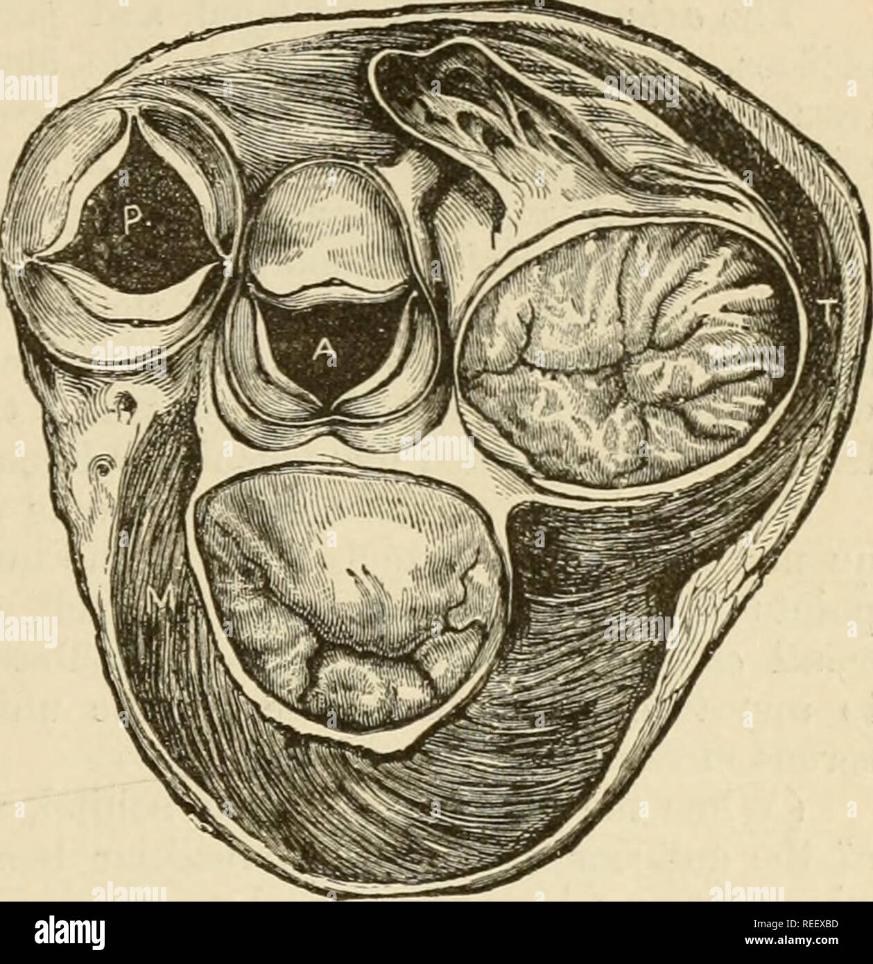 Tendinous cords hi-res stock photography and images - Alamy