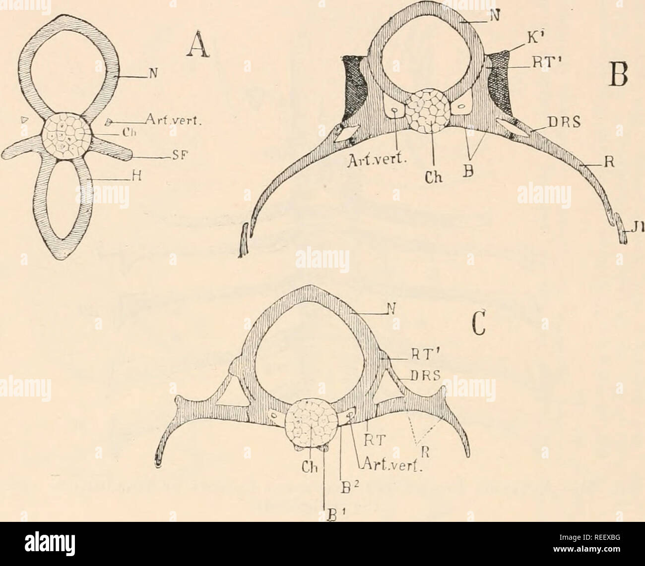 Arc transverse ribs hi-res stock photography and images - Alamy