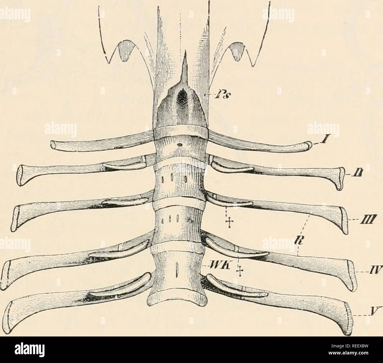Arc transverse ribs hi-res stock photography and images - Alamy