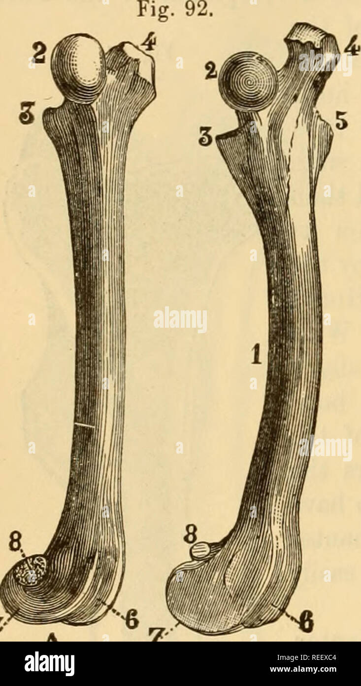 The Anatomy Of The Domestic Animals Veterinary Trochanteric, 44% OFF