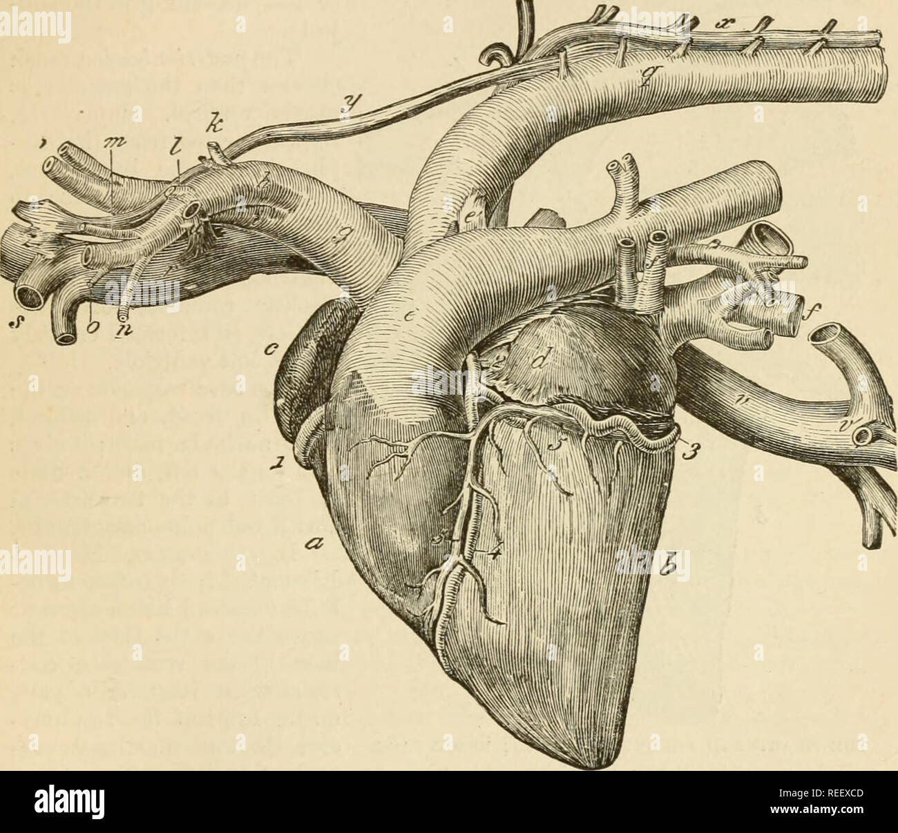 . The comparative anatomy of the domesticated animals. Veterinary ...