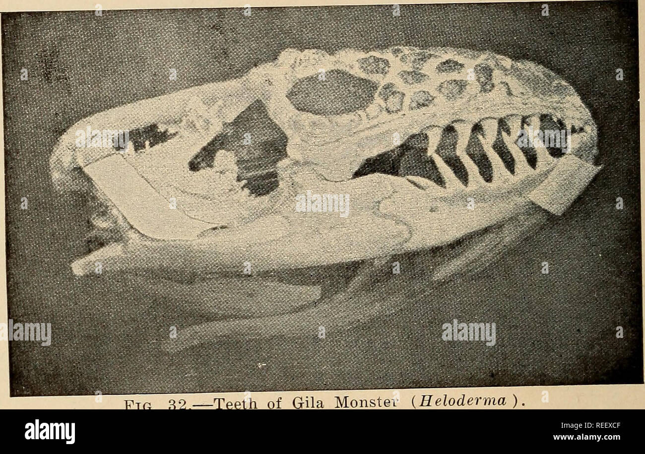 Heloderma teeth hi-res stock photography and images - Alamy