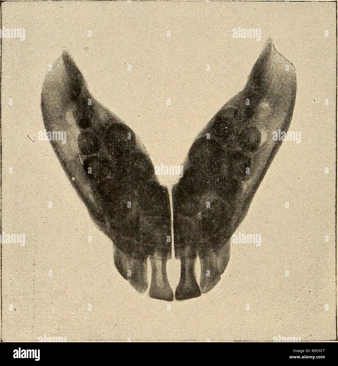 Sharp Incisor Teeth High Resolution Stock Photography and Images - Alamy