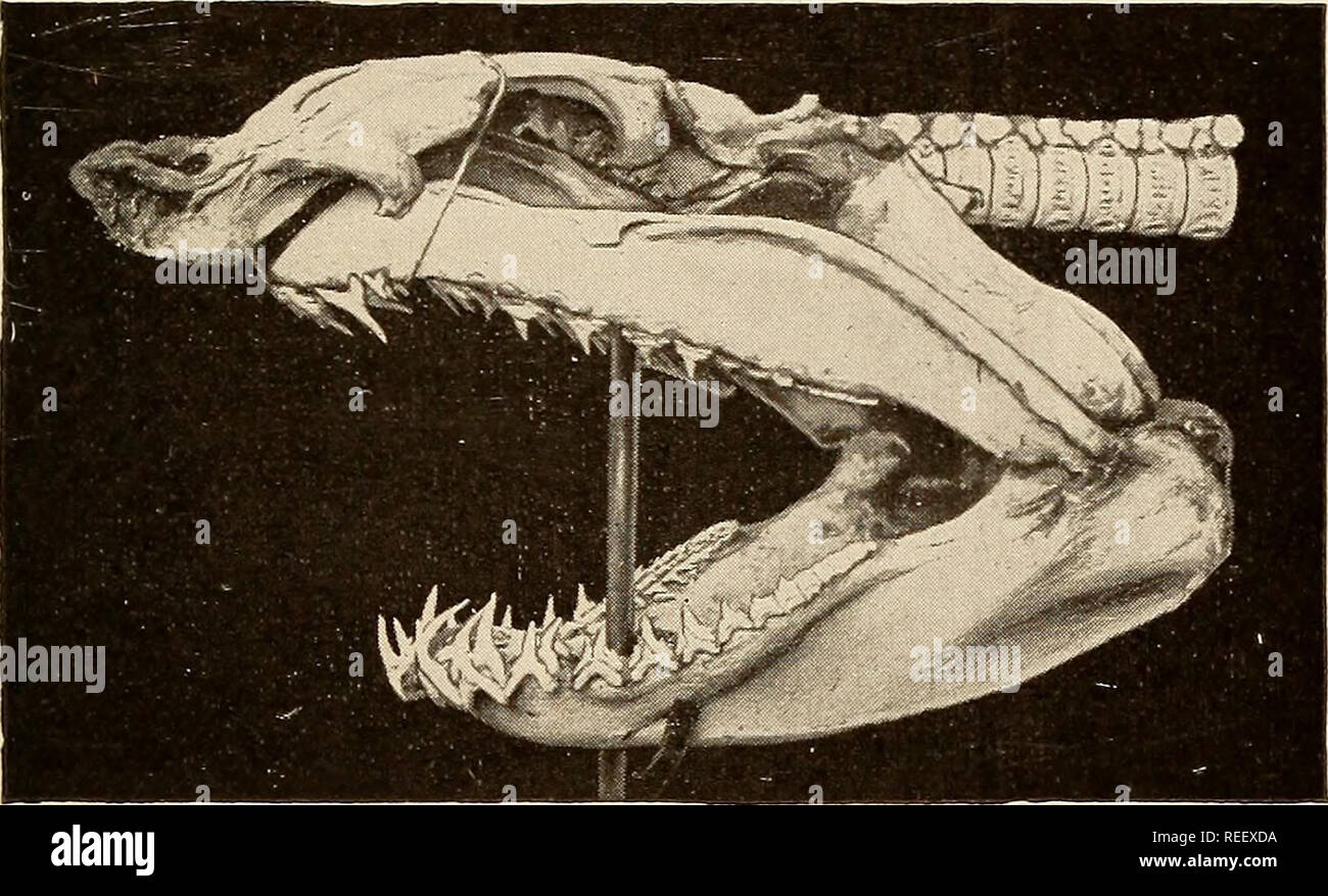 Dermal plates hi-res stock photography and images - Alamy