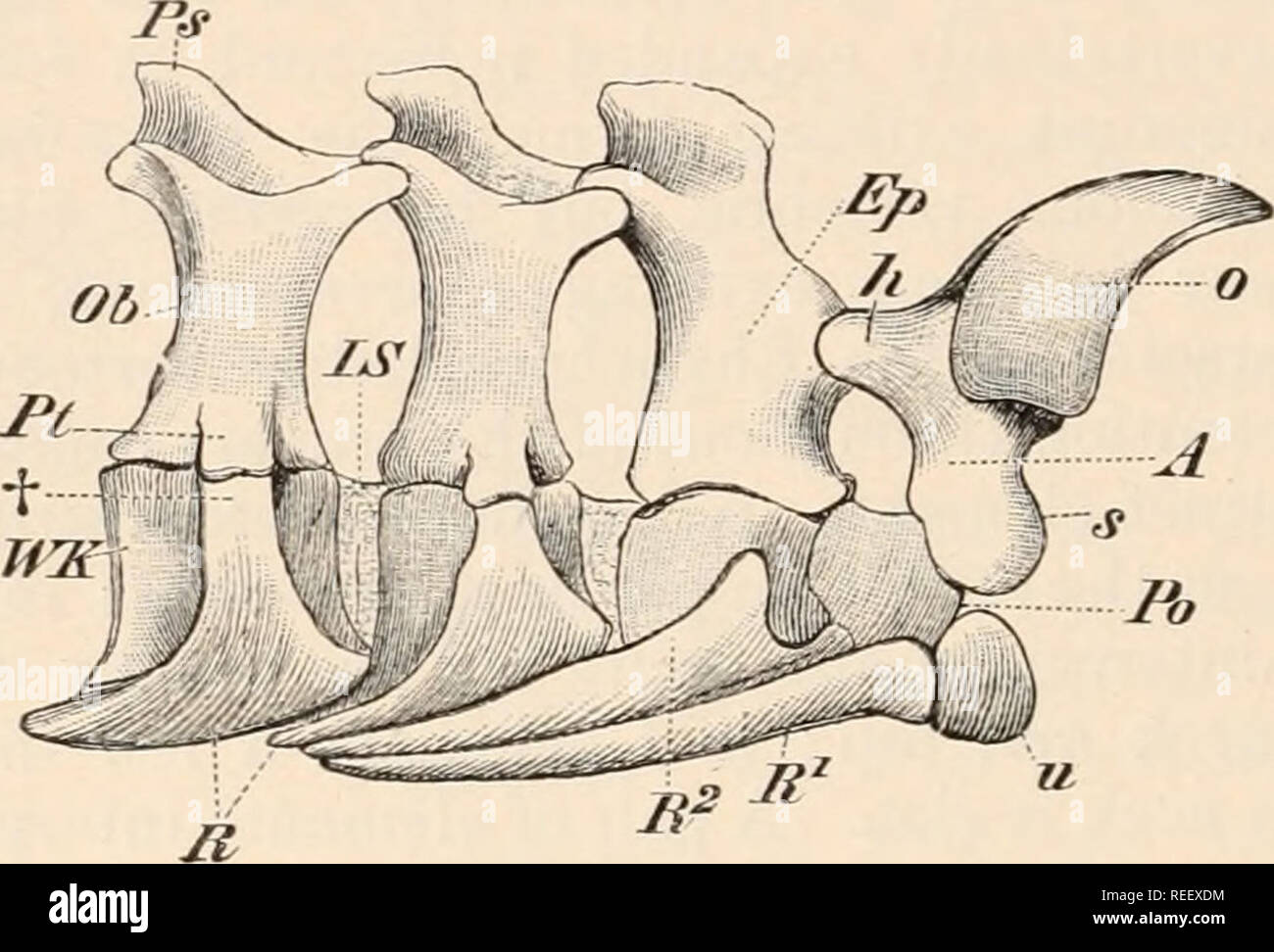 Several different vertebrae hi-res stock photography and images - Alamy