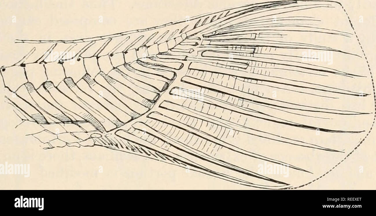 . Comparative anatomy of vertebrates. Anatomy, Comparative; Vertebrates ...