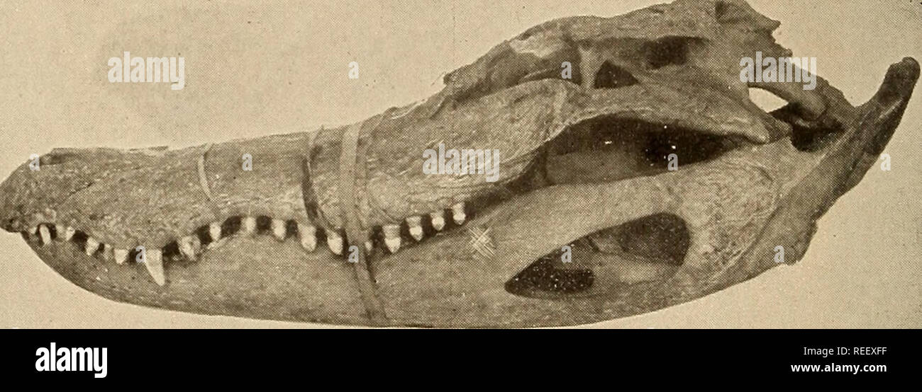 . Comparative dental anatomy. Teeth; Dentistry. Fig. 24.—Myliobatis ...
