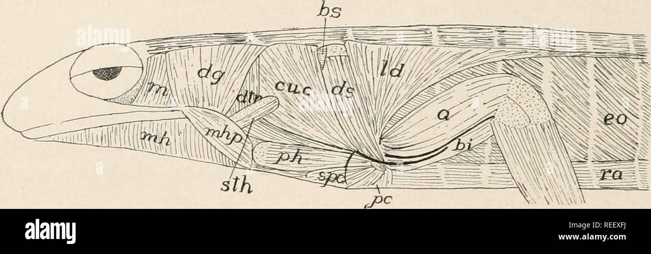 . Comparative anatomy of vertebrates. Anatomy, Comparative; Vertebrates ...