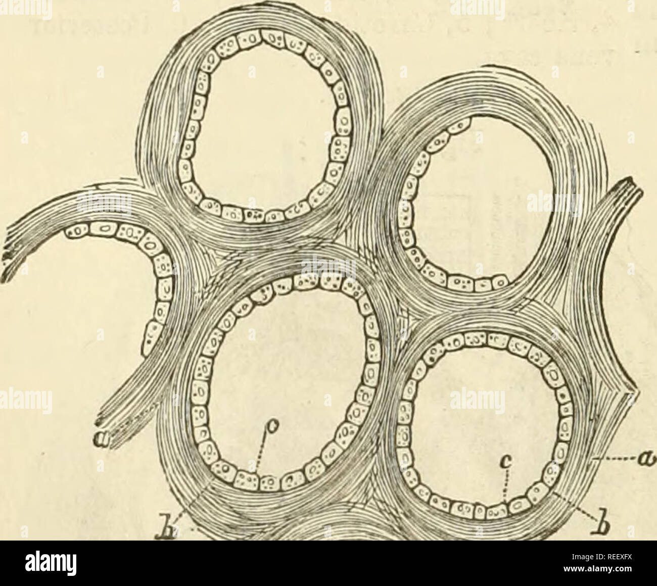 Vocal apparatus hi-res stock photography and images - Alamy