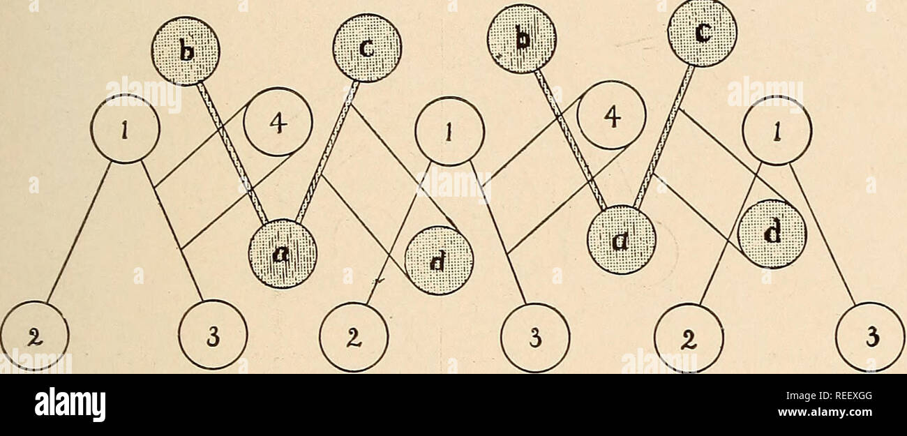 . Comparative dental anatomy. Teeth; Dentistry. THE TEETH OF VEETEB ...