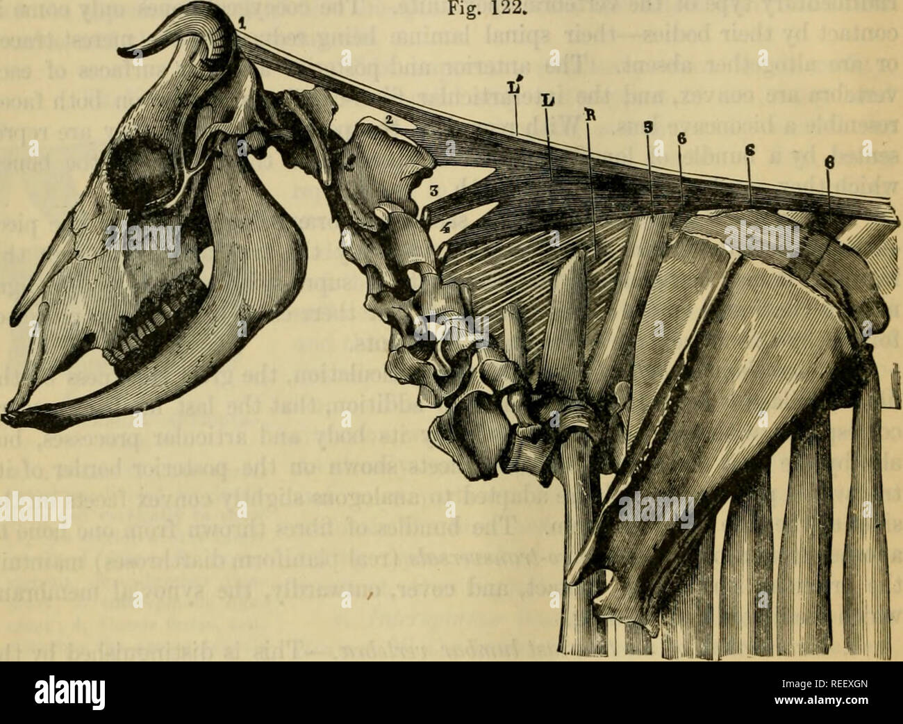 . The comparative anatomy of the domesticated animals. Veterinary ...