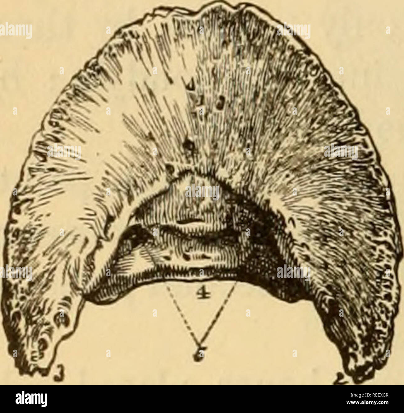 . The comparative anatomy of the domesticated animals. Horses ...