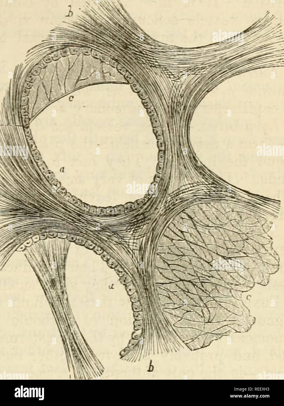Vesicl hi-res stock photography and images - Alamy