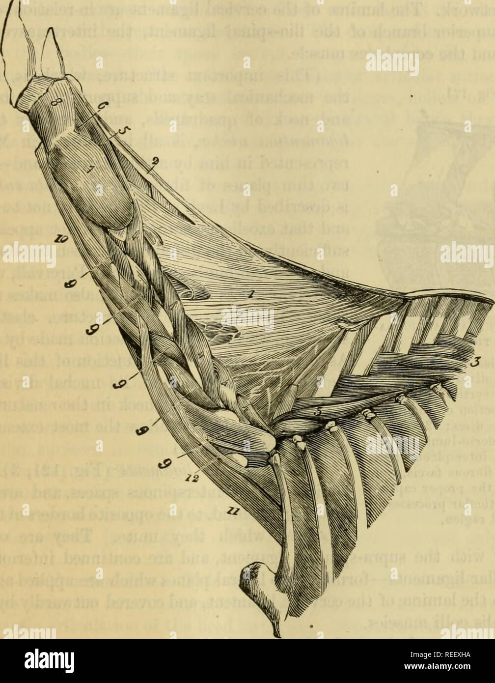 . The comparative anatomy of the domesticated animals. Veterinary ...