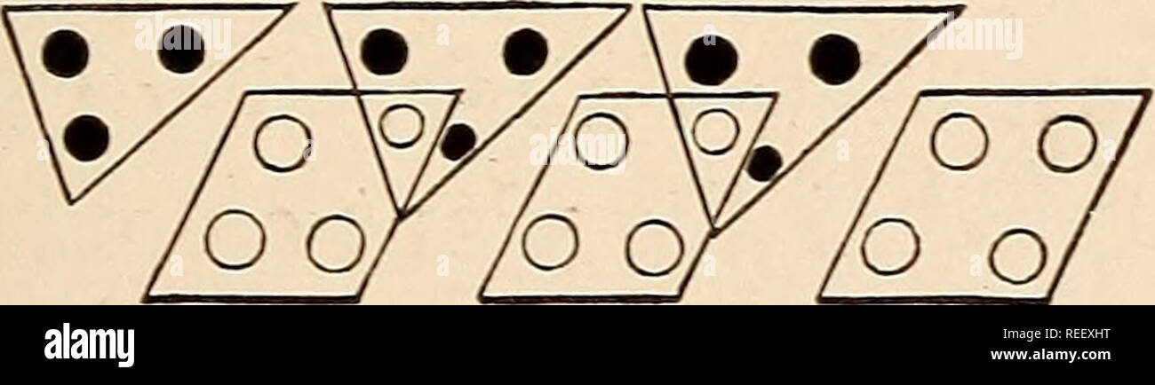 Triconodont hi-res stock photography and images - Alamy