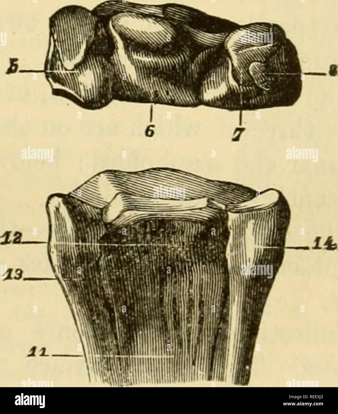 . The comparative anatomy of the domesticated animals. Horses ...