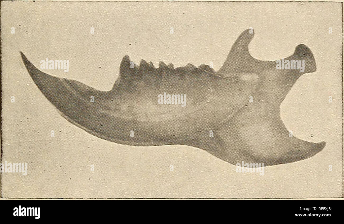 . Comparative dental anatomy. Teeth; Dentistry. THE TEETH OE ...