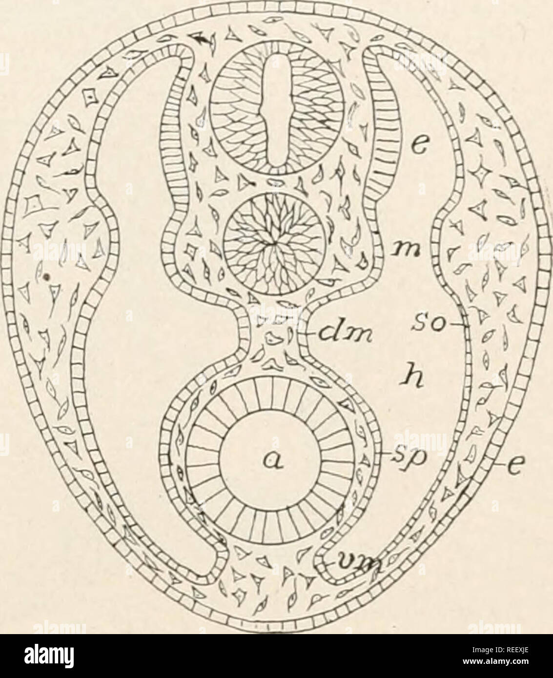 . Comparative anatomy of vertebrates. Anatomy, Comparative; Vertebrates ...