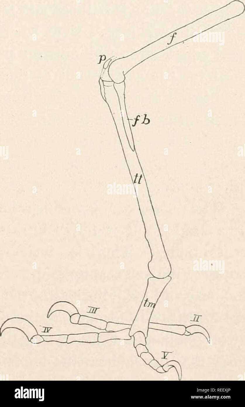 Turtle embryo hi-res stock photography and images - Alamy