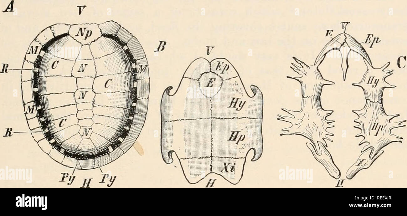 . Comparative anatomy of vertebrates. Anatomy, Comparative; Vertebrates ...