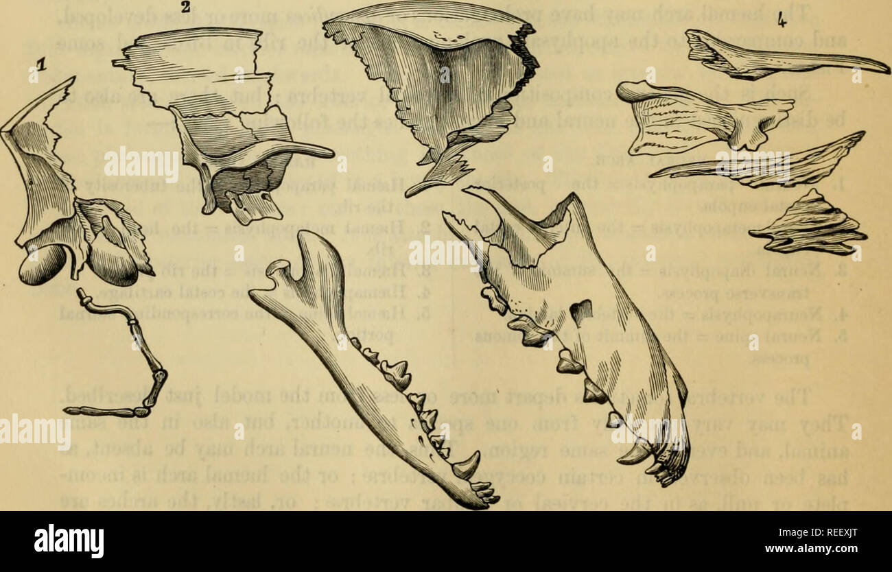 . The comparative anatomy of the domesticated animals. Veterinary ...