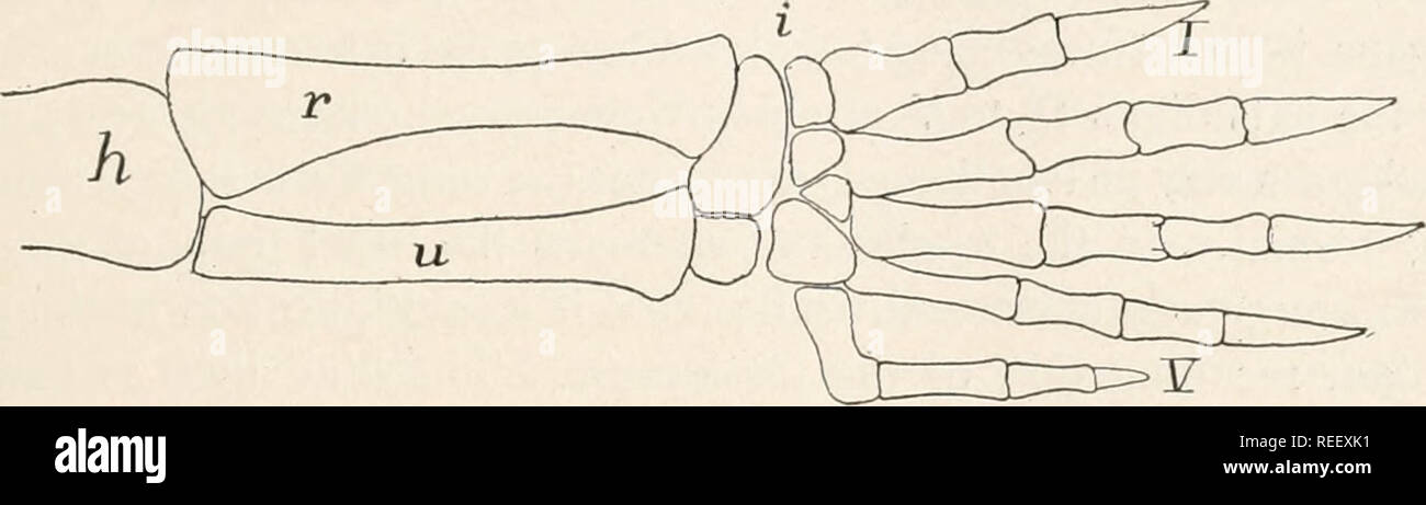 . Comparative anatomy of vertebrates. Anatomy, Comparative; Vertebrates ...