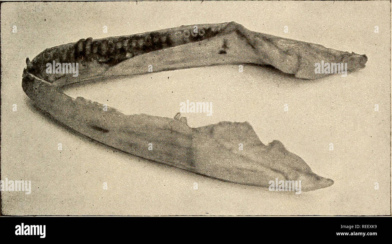 Thecodont hi-res stock photography and images - Alamy