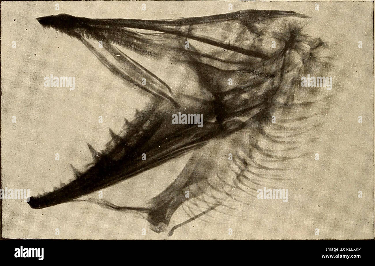 . Comparative dental anatomy. Teeth; Dentistry. 48 COMPARATIVE DENTAL ...