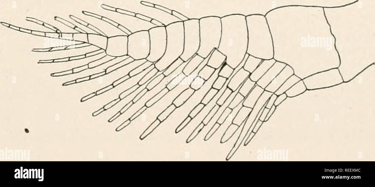 . Comparative anatomy of vertebrates. Anatomy, Comparative; Vertebrates ...