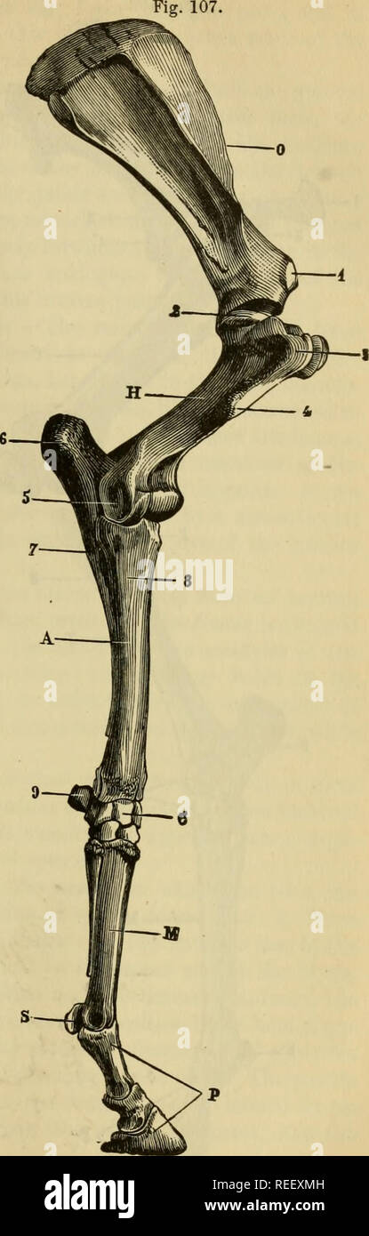 Forearm region hi-res stock photography and images - Alamy